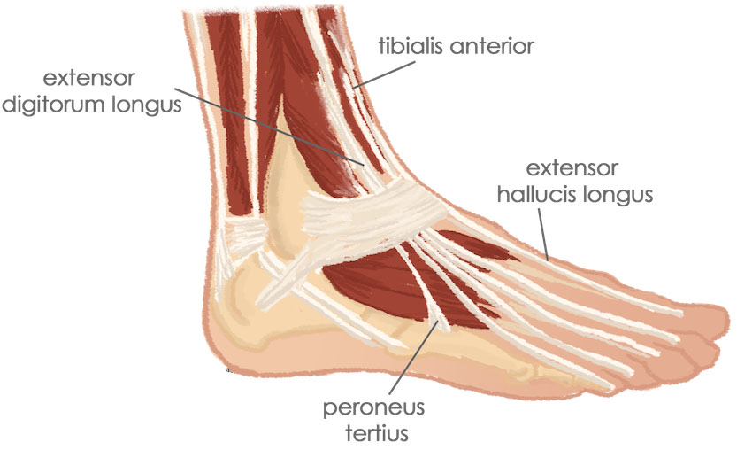 Muscles of the Lower Leg | New Health Advisor